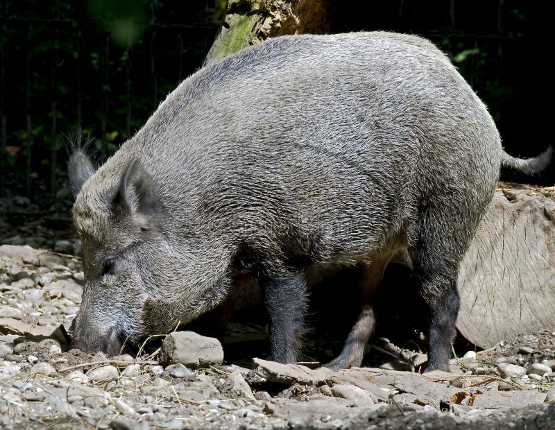 Wild boar 7 stock image. Image of boar, snout, swinishness - 26204341