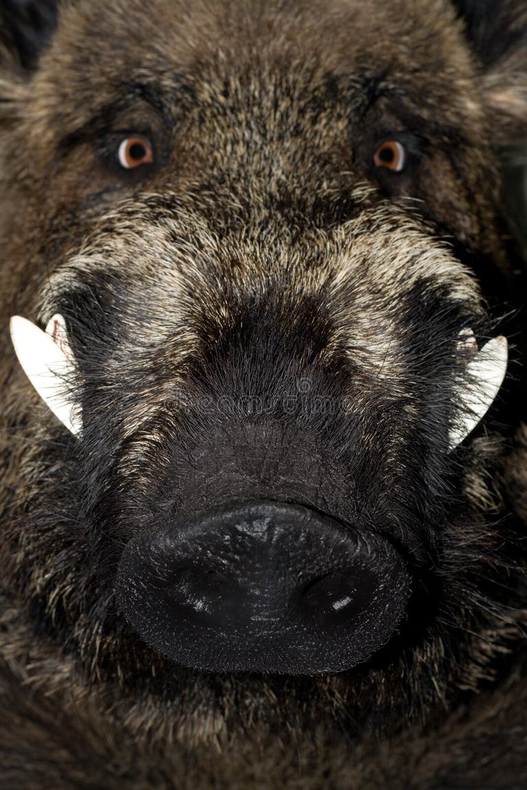 5,342 Wild Boar Head Stock Photos - Free & Royalty-Free Stock Photos ...