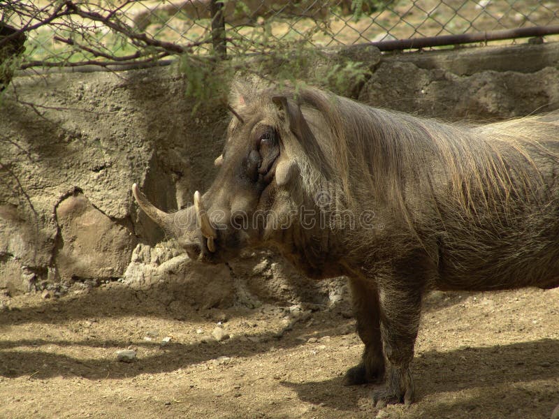 Wild boar stock image. Image of green, africa, eurasia, boar - 74495