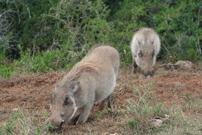 997 Wild Boar South Africa Stock Photos - Free & Royalty-Free Stock ...
