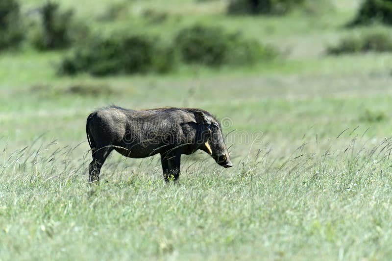 African wild boar stock image. Image of stubborn, animal - 53615713