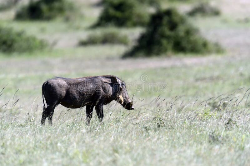 Wild Boar stock photo. Image of themes, kenya, habitat - 47133106