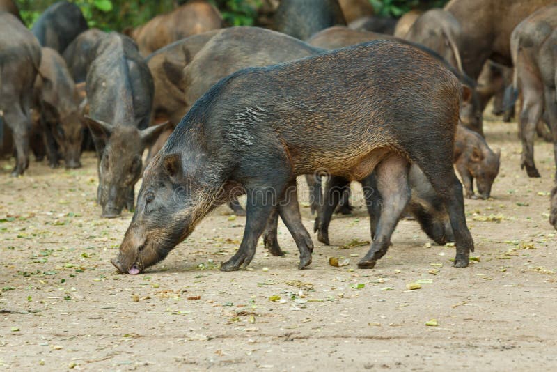 Wild Boar,animal,deer in Zoo. Stock Image - Image of nature, antler ...