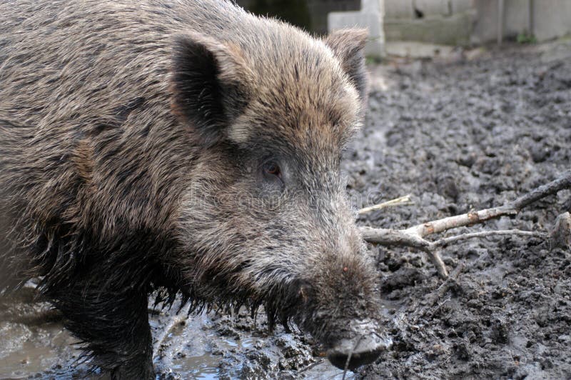 Wild boar stock image. Image of colours, nature, romania - 33210209