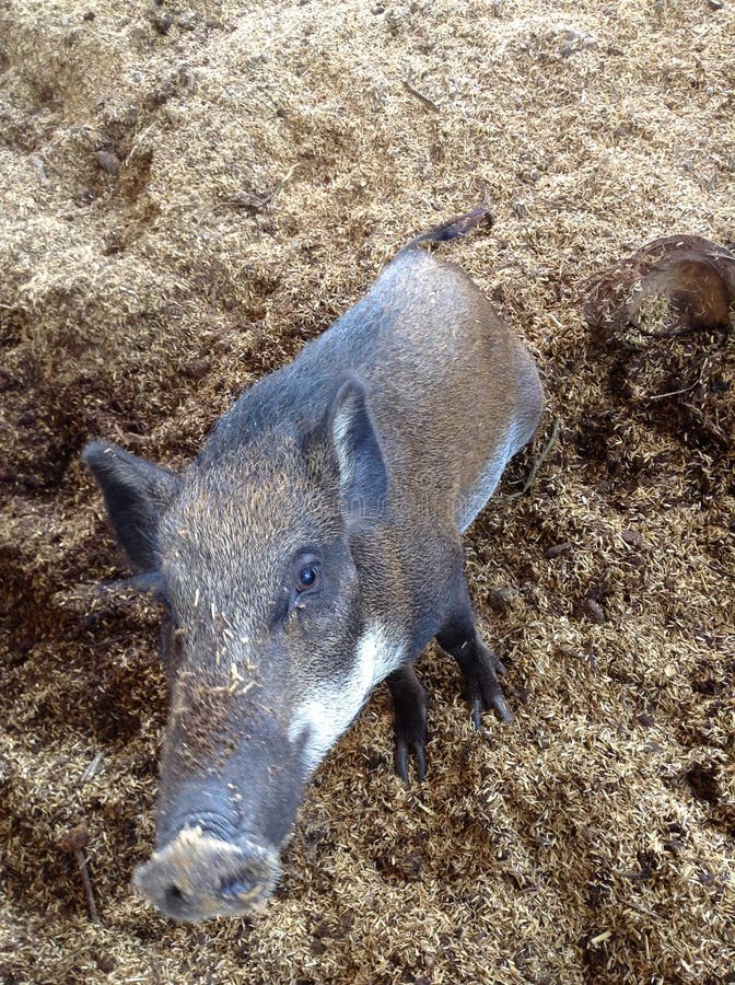 Wild boar animals stock image. Image of wildlife, pets - 72377369