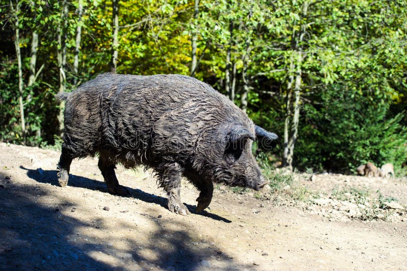 Wild boar in autumn forest stock photo. Image of nature - 150884350