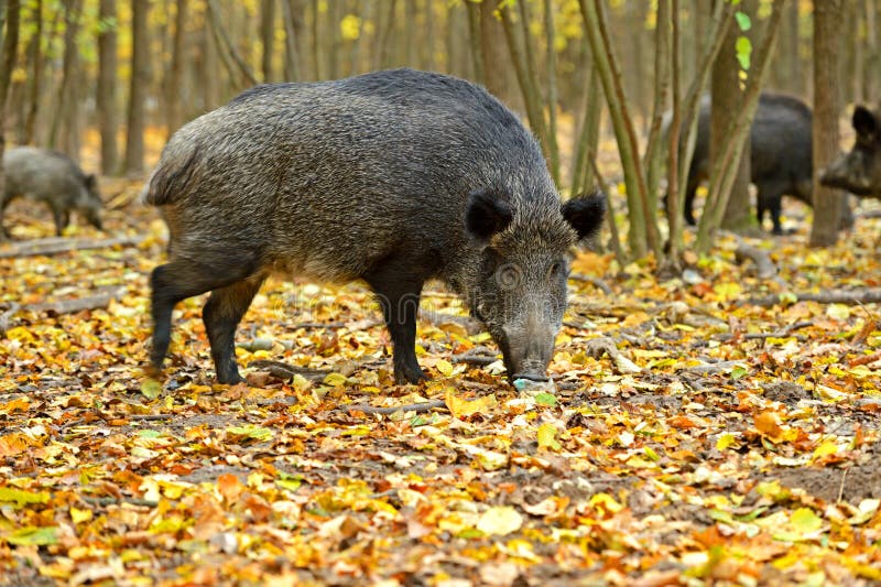 Wild boar stock photo. Image of omnivores, mammal, cautious - 32973126