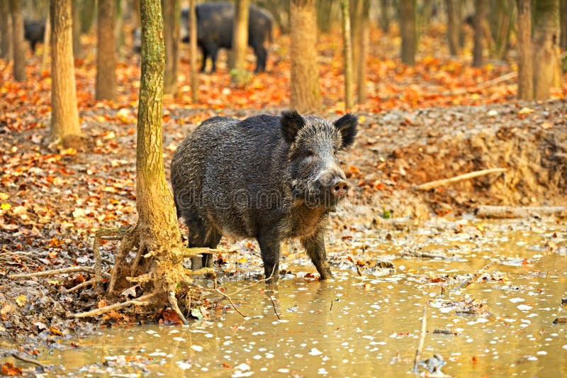 Wild boar stock image. Image of omnivores, wild, wildlife - 32973149