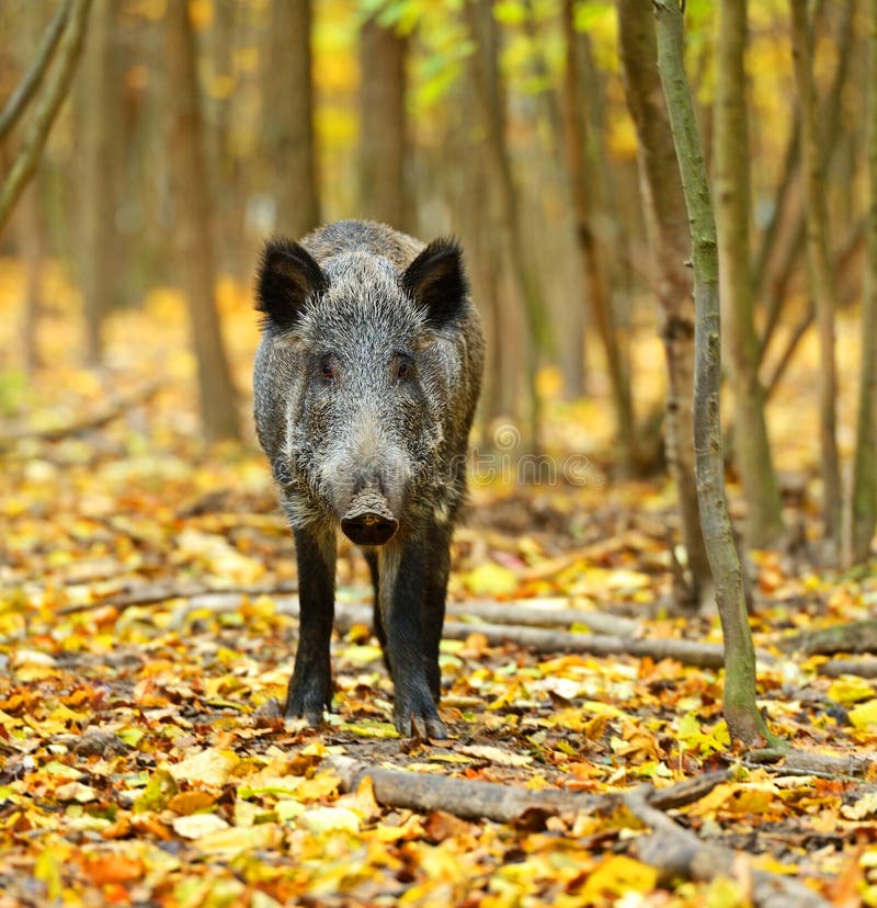 Wild boar stock image. Image of dangerous, boar, clovenhoofed - 33961133