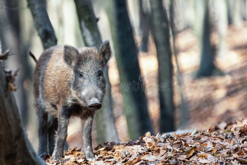 Wild boar in autumn forest stock photo. Image of habitat - 234099128