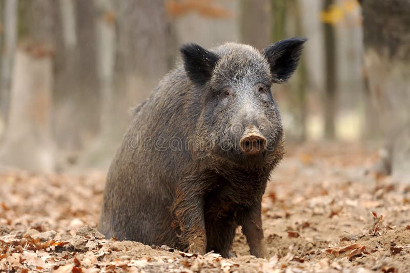 Wild boar in autumn forest stock image. Image of scrofa - 77835361