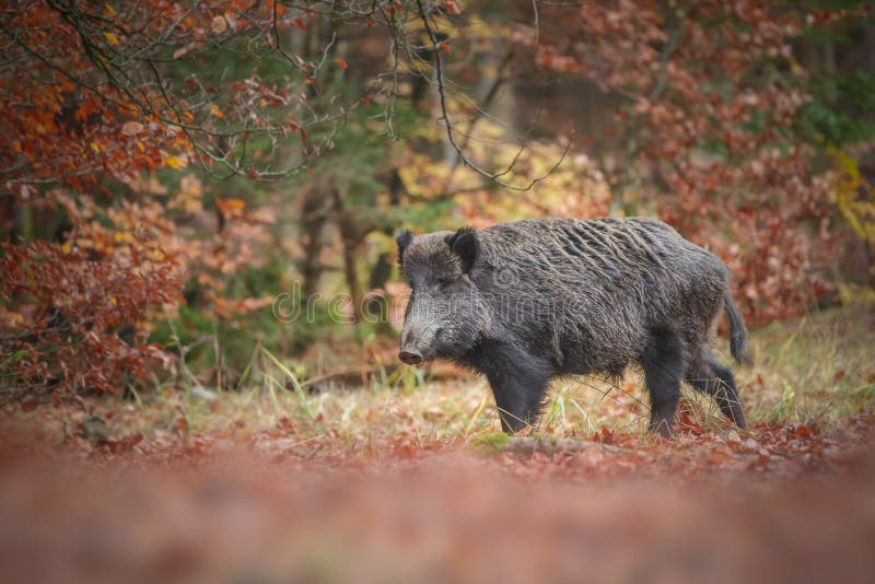 Wild boar in autumn stock image. Image of bavaria, boar - 61871625