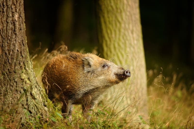 Baby Wild Boar in Long Yellow Grass Sniffing Side Stock Image - Image ...