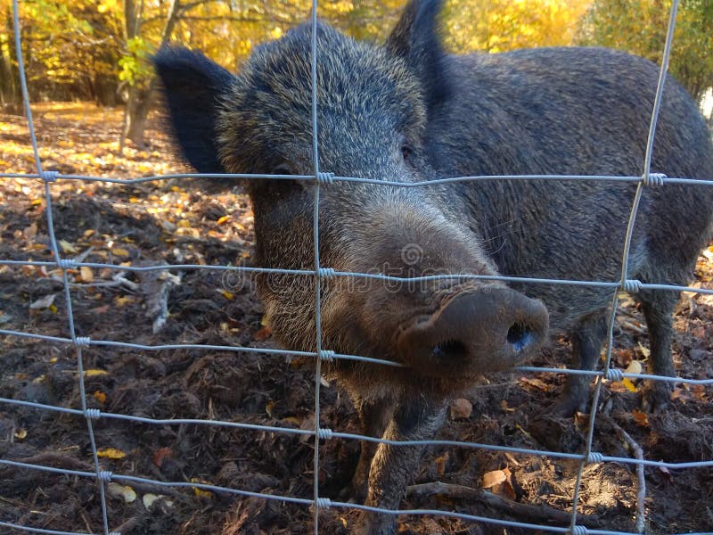A Wild Boar Behind a Wire Fence in the Woods Stock Photo - Image of ...