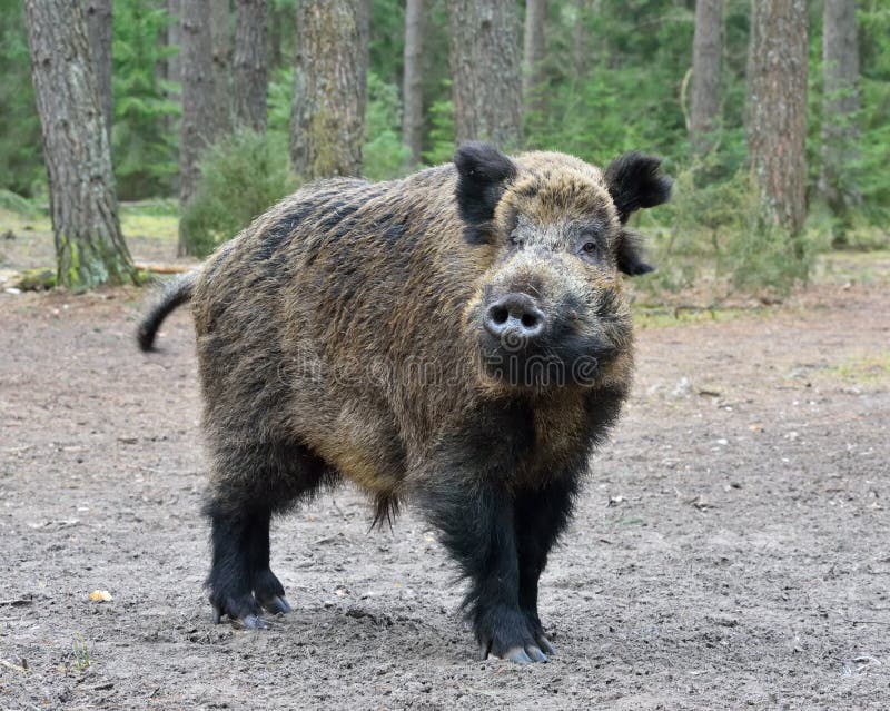 Wild boar stock image. Image of walking, grass, rural - 104356615