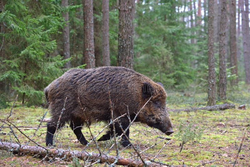 Wild boar stock image. Image of green, wood, outdoors - 104356897