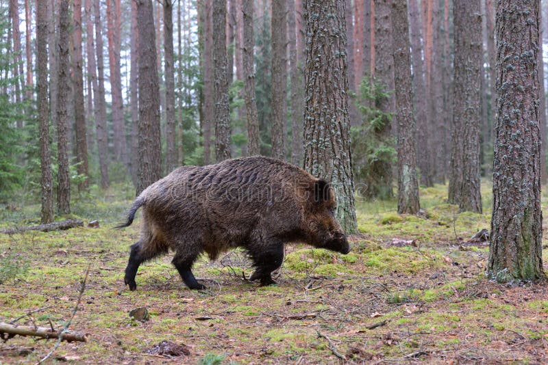 Big Wild boar stock photo. Image of wild, boar, brown - 137838258