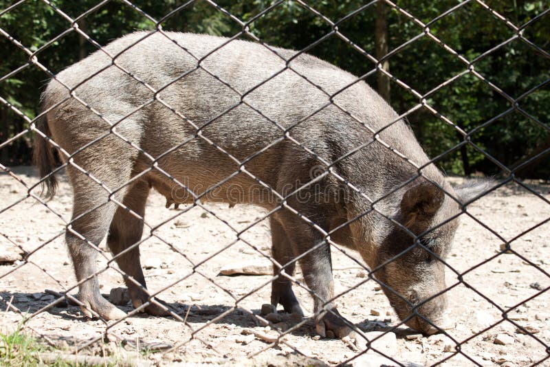 Wild Boar stock photo. Image of pork, smell, wool, range - 43622002