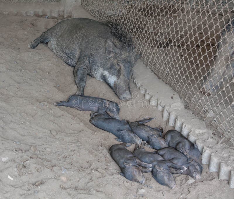 Wild boar stock image. Image of family, teeth, animal - 90941979