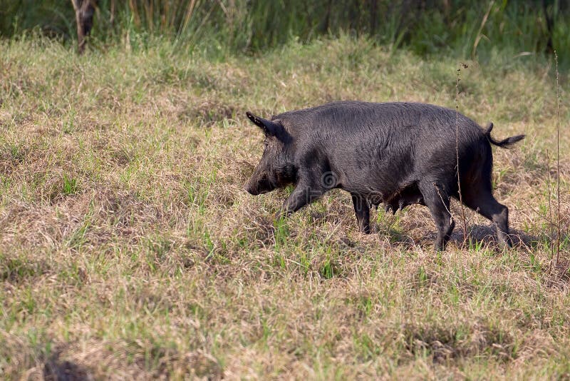 Wild Boar stock photo. Image of boar, black, animal, grass - 62574406
