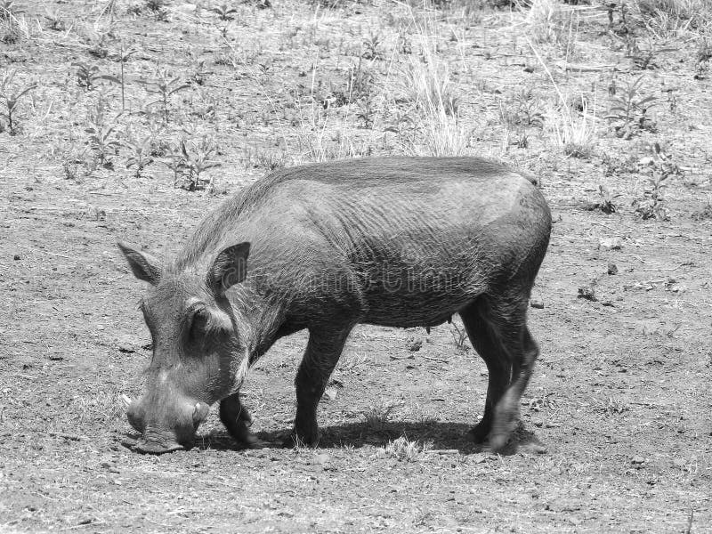 Wild Boar (black and White) Stock Photo - Image of herd, cattle: 253896730