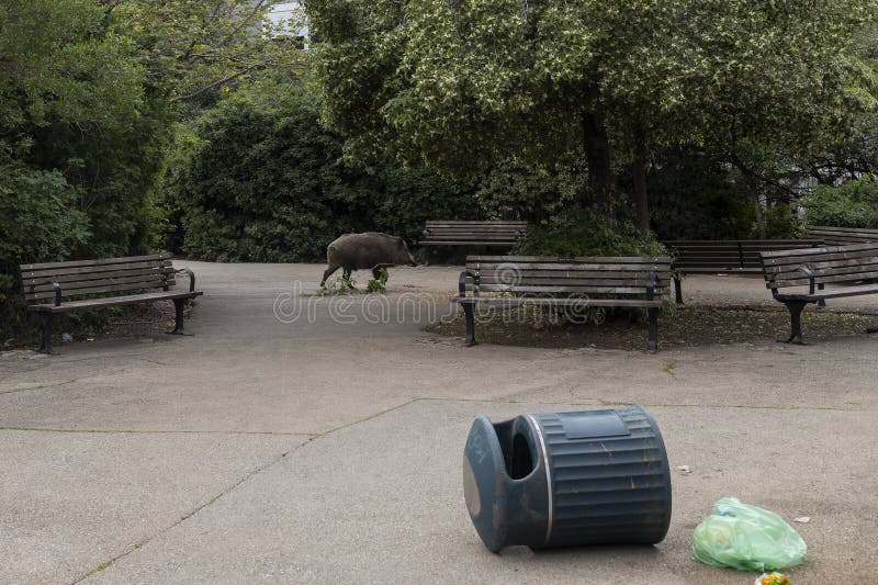 A Wild Boar with a Branch in Its Mouth Walks Stock Image - Image of ...