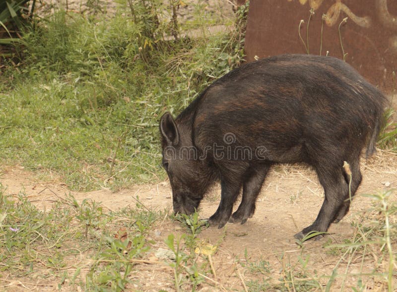 Wild boar calf stock photo. Image of closeup, outside - 190553948