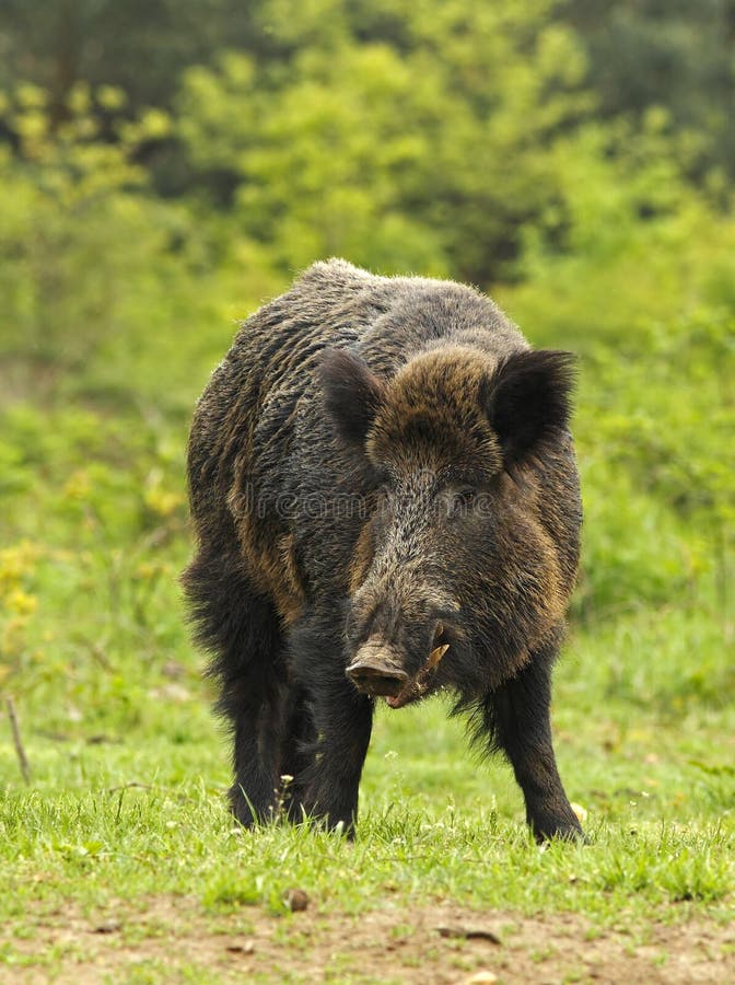 Wild boar with tusks stock image. Image of chap, brown - 20670941
