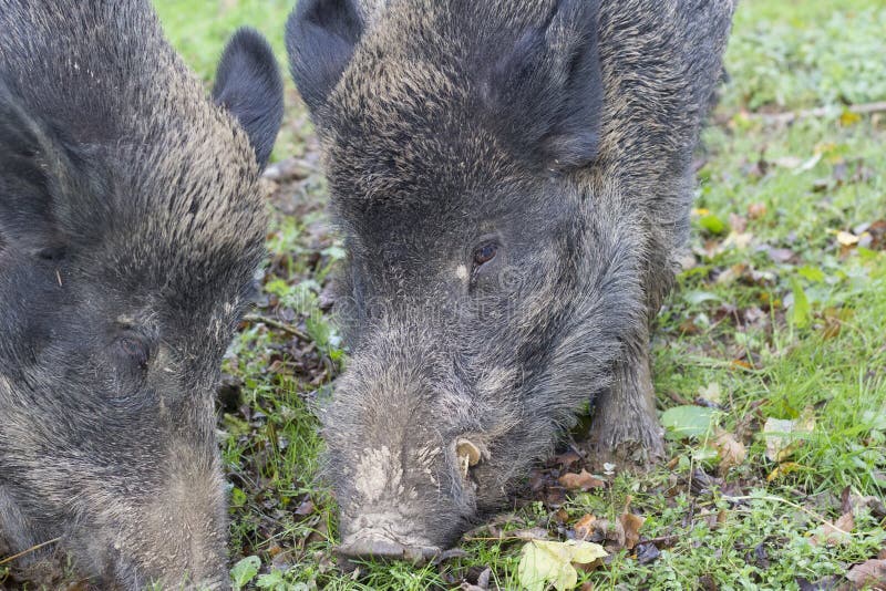 Wild Boar Close Up Portrait Stock Photo - Image of common, boar: 103134558