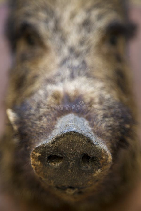 Wild boar stock image. Image of head, portrait, teeth - 74692921