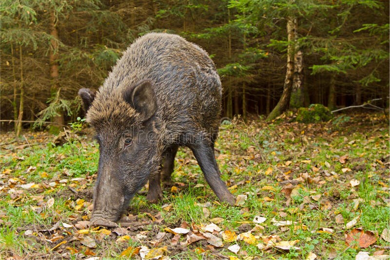 Wild Boar Close Up, Wide Angle Stock Photo - Image of dark, cold: 26792100