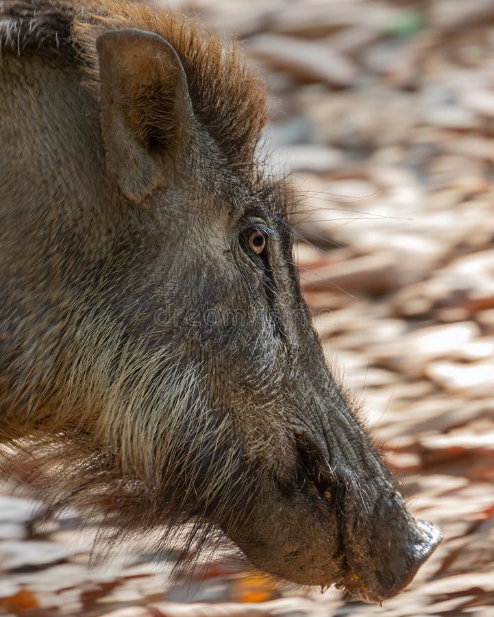 A Wild Boar stock photo. Image of face, bristle, head - 281401488