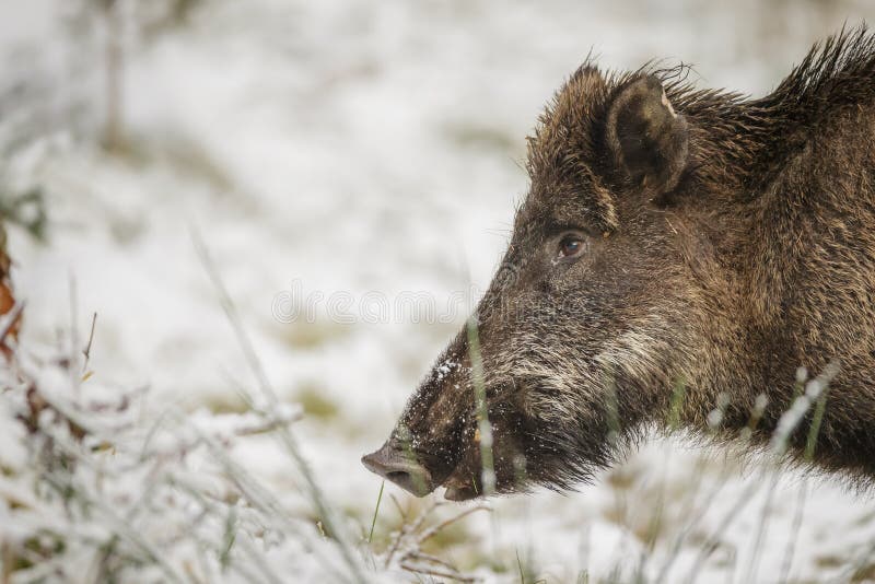 Wild Boar Close-up in Winter Stock Image - Image of scrofa, hardy: 62832075