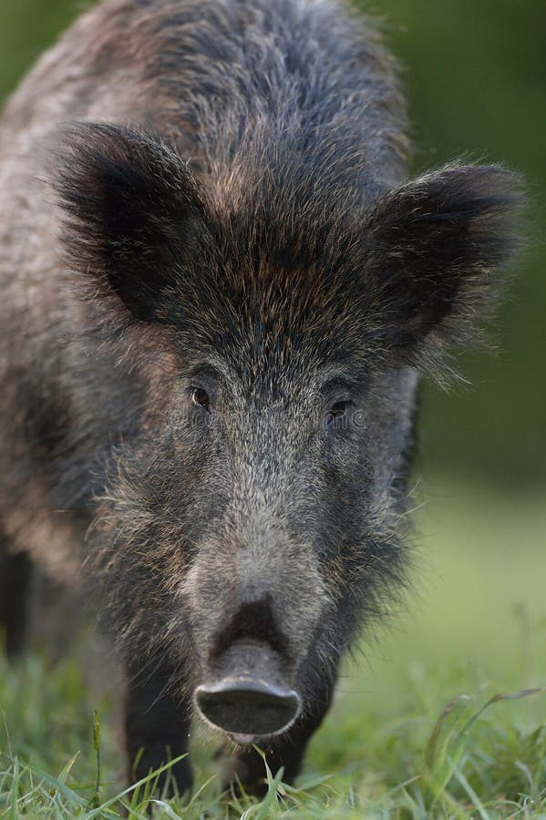 Boar Closeup stock image. Image of wildlife, snout, livestock - 3163785