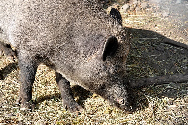 Wild boar stock photo. Image of danger, swine, colored - 90103190