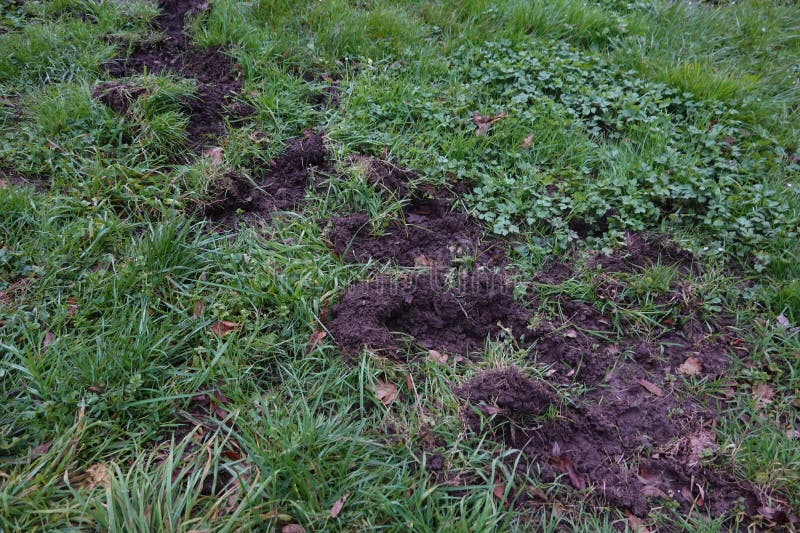 Wild Boar Digging and Damaging a Green Meadow Stock Image - Image of ...