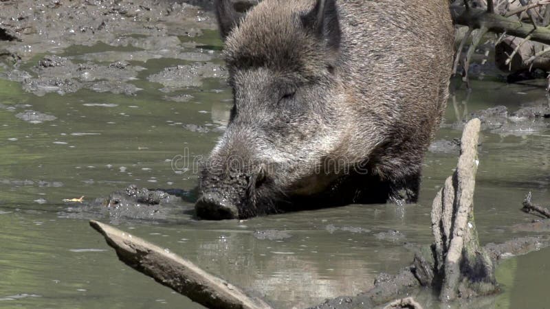 Wild Boar Walks on Ground in Nature Reserve with Fence Stock Video ...