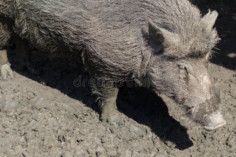 Wild boar on dirt mud area stock photo. Image of omnivores - 83553426
