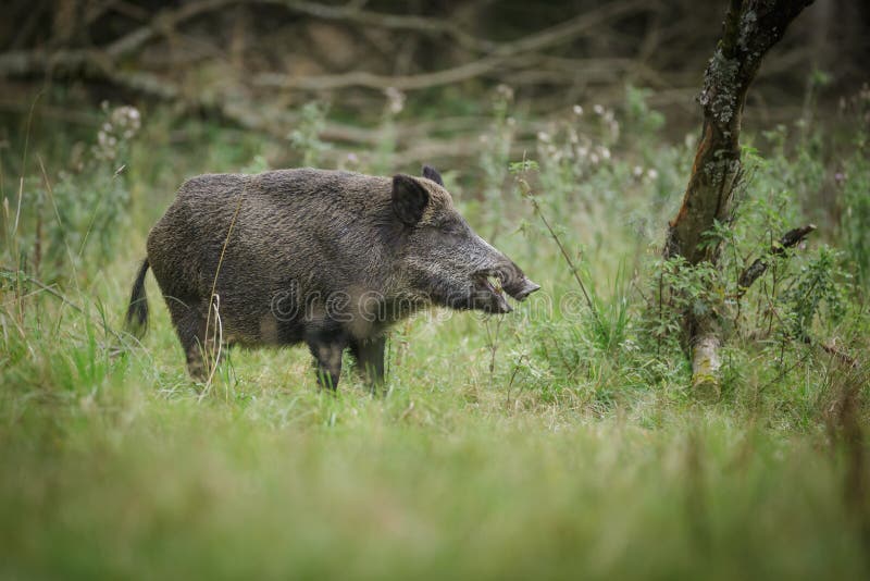 Wild Boar Eating Apples Stock Photos - Free & Royalty-Free Stock Photos ...