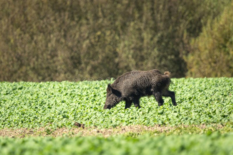 A Wild Boar Eating Crops in a Field, Eastern Poland Stock Image - Image ...