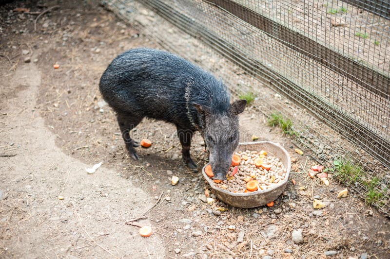 Wild boar eats feed stock image. Image of domestic, farm - 76431357
