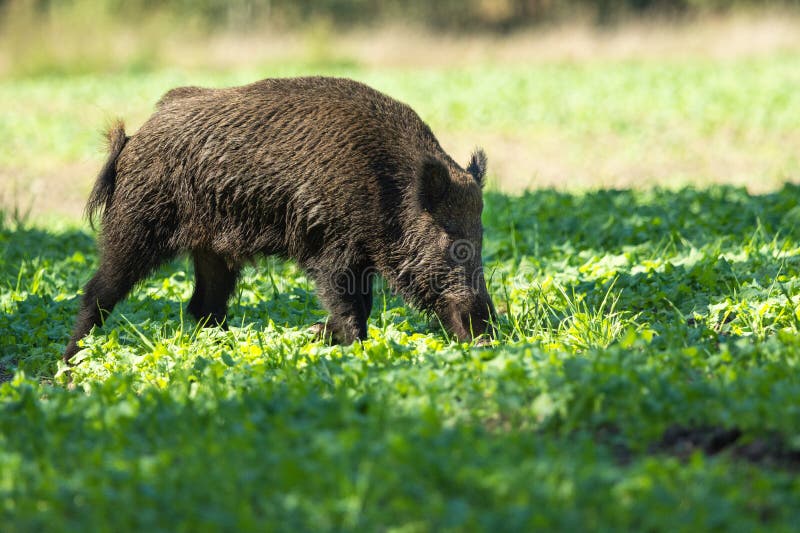 A Wild Boar Eats Plants in a Field Stock Image - Image of pasture ...