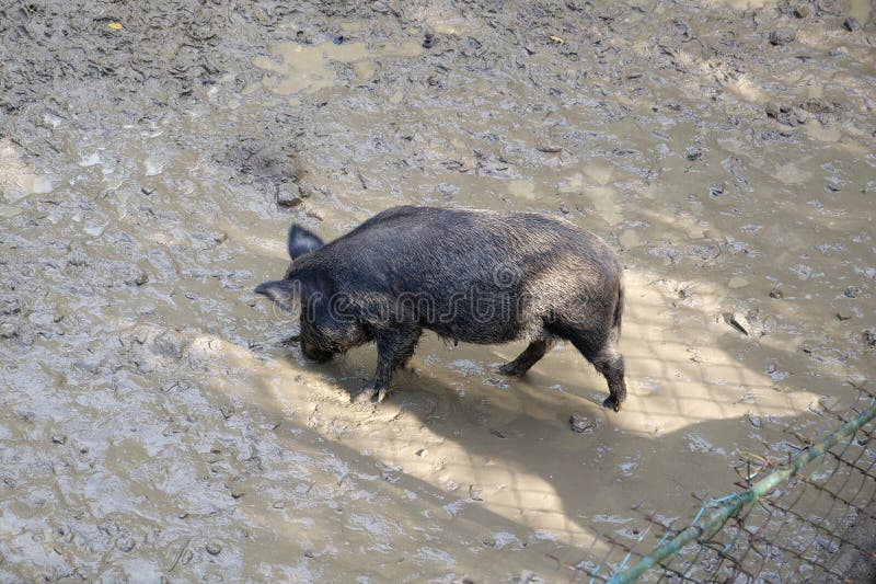 Wild Boar in an Enclosure in Zoo Stock Image - Image of pasturage, farm ...