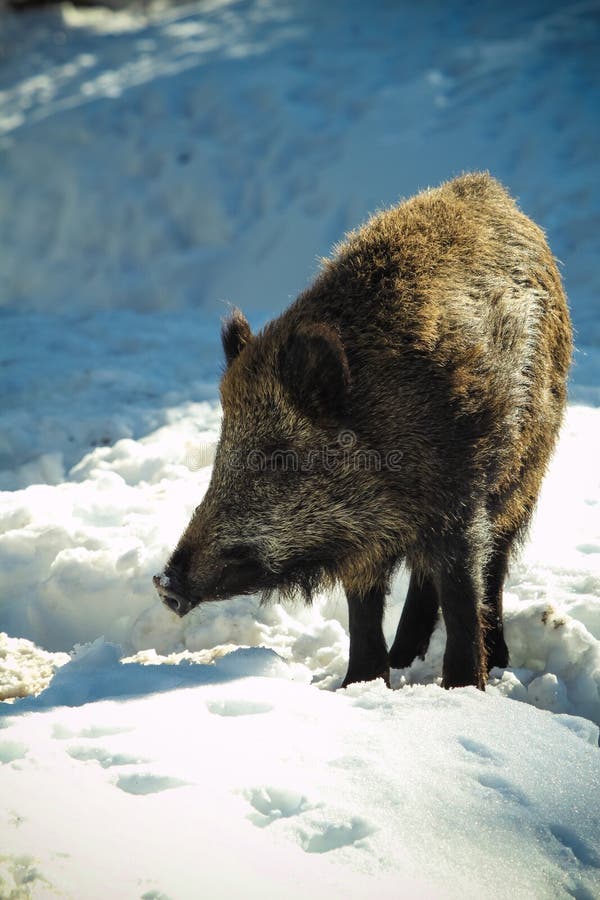 137 Wild Boar Pig Razorback Hog Stock Photos - Free & Royalty-Free ...