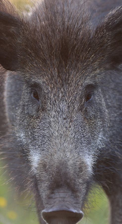 Wild boar face stock image. Image of late, large, eurasian - 55245715