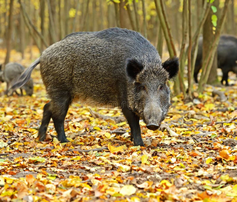 Wild boar stock image. Image of animal, autumn, omnivores - 42267185