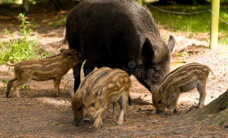 Wild Boar Family stock photo. Image of baby, family, wild - 10820456