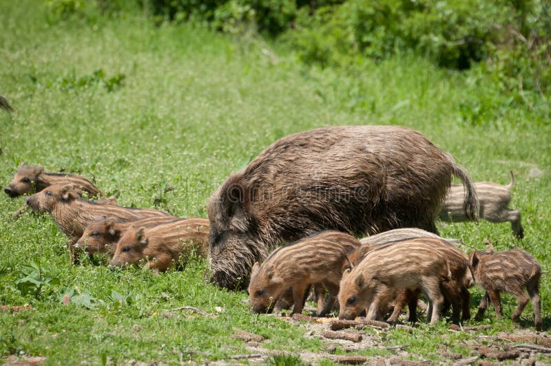 Wild boar family stock image. Image of quadruped, specie - 24634409