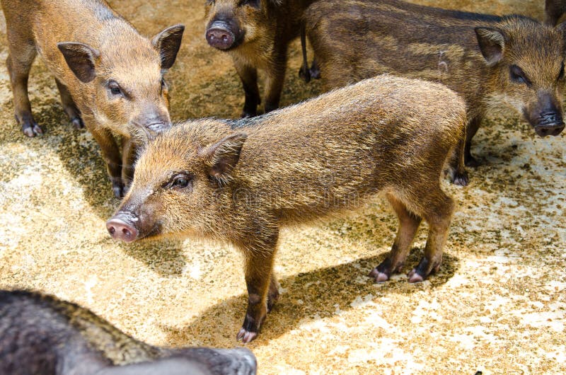 Wild boar family stock image. Image of quadruped, hunt - 26232675