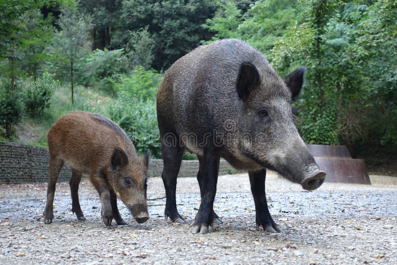 Wild Boar Family in the City Stock Image - Image of mother, animal ...